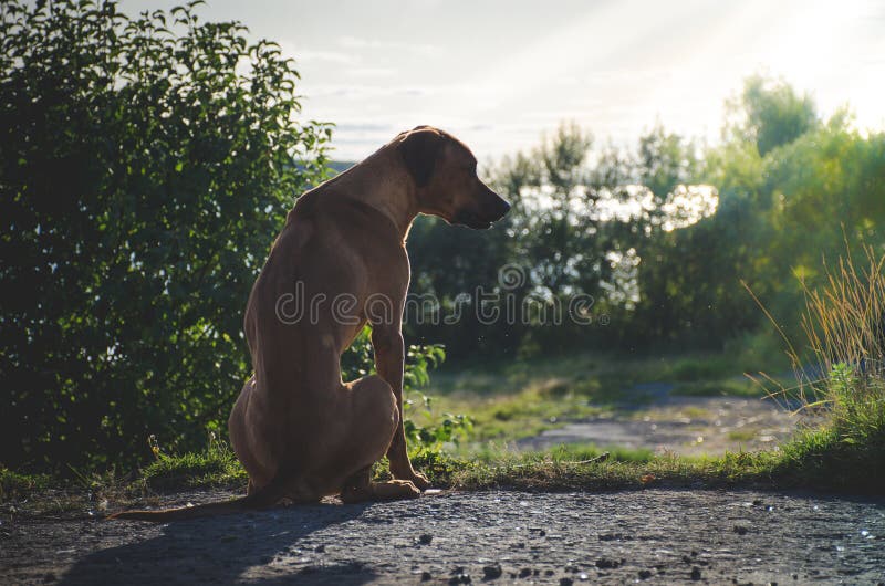 Red dog sitting back stock photo. Image of lies, eyes - 179757588