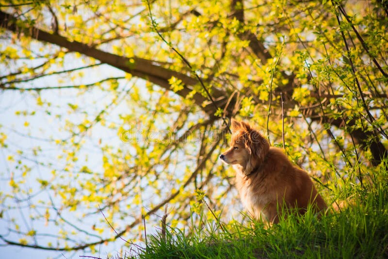 Beautiful Red Dog in a Field Stock Image - Image of grass, cheerful ...