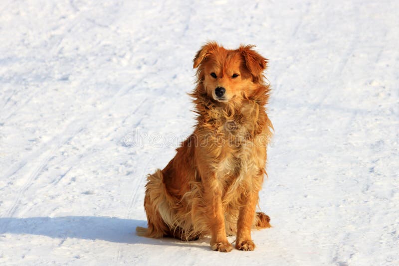 Red Dog Sitting in the Snow on the Field Stock Photo - Image of ...