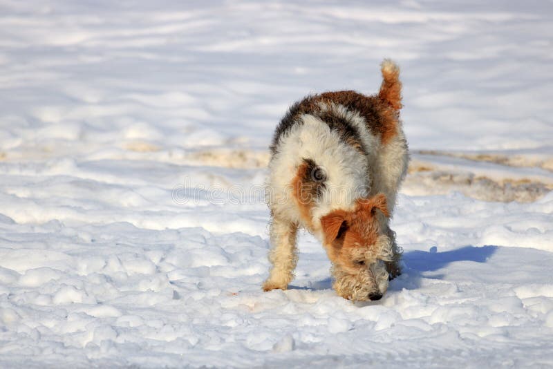 Red Dog Sitting in the Snow on the Field Stock Image - Image of ...