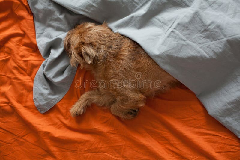 Red Dog Sleeping on the Orange Sheet, Covered with a Grey Blanket Stock ...