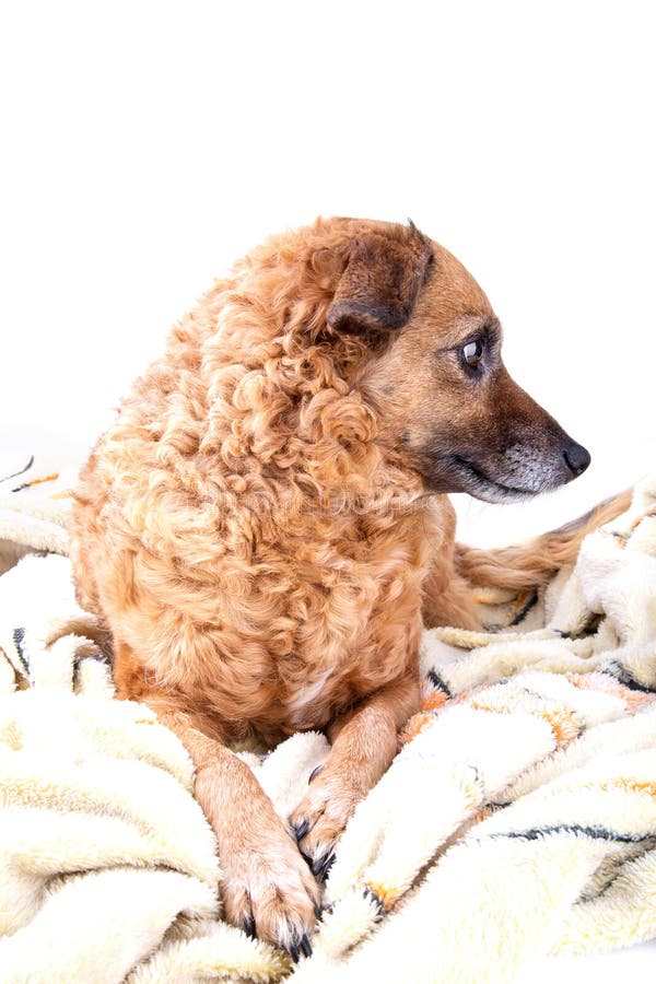 Red Dog on a Soft Yellow Blanket Stock Image - Image of animals ...