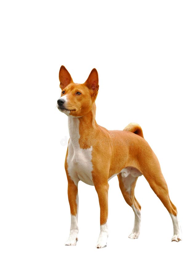 Husky Dog stock image. Image of standing, portrait, mammal - 20499547