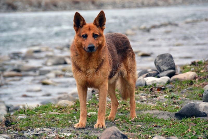 Red Dog Standing on the River Bank Stock Image - Image of guard, animal ...