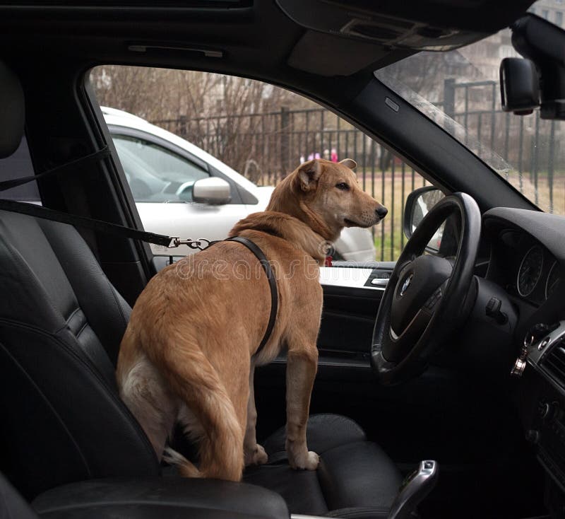 Red Dog Standing on Seat of Car Stock Image - Image of snow, ears: 53140363