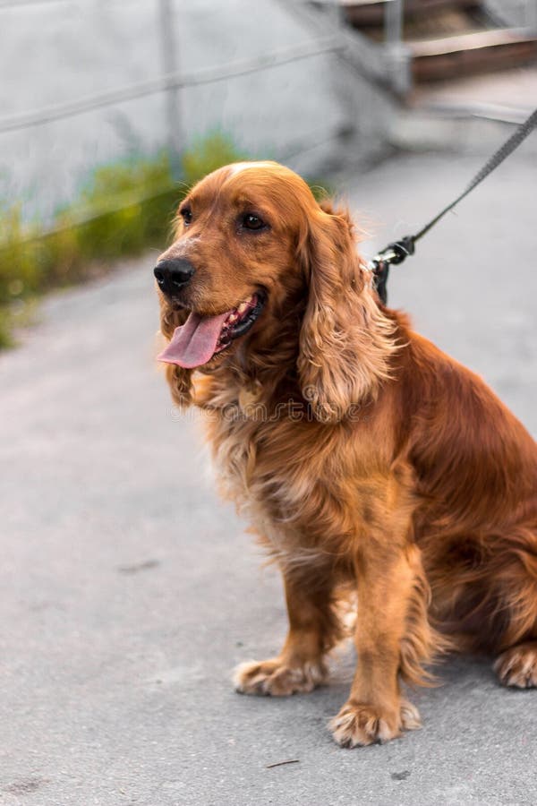 A Red Dog on the Street Sits in Profile, a Serious Dog Muzzle, Focused ...