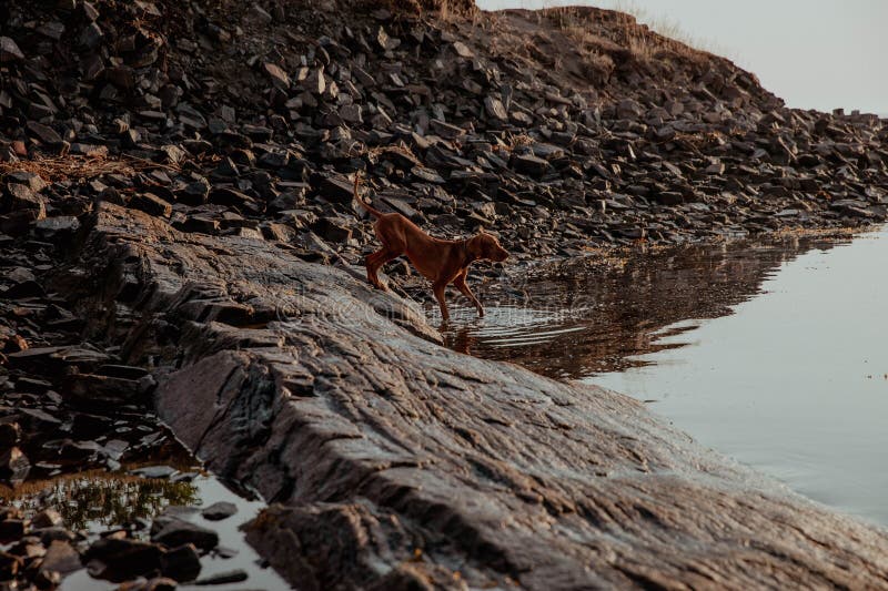 Red Dog at Sunset on the Stone Waterbank Stock Photo - Image of river ...