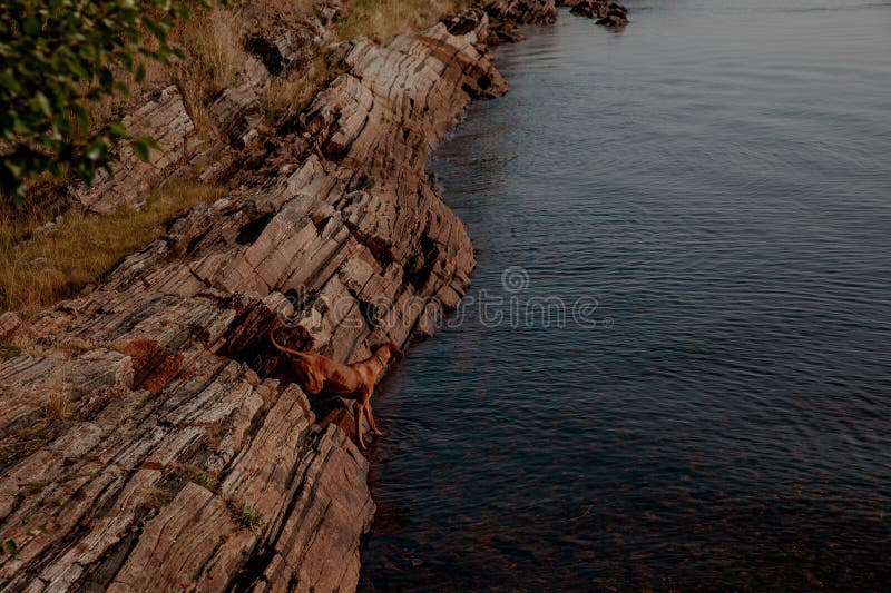 Red Dog at Sunset on the Stone Waterbank Stock Photo - Image of ...