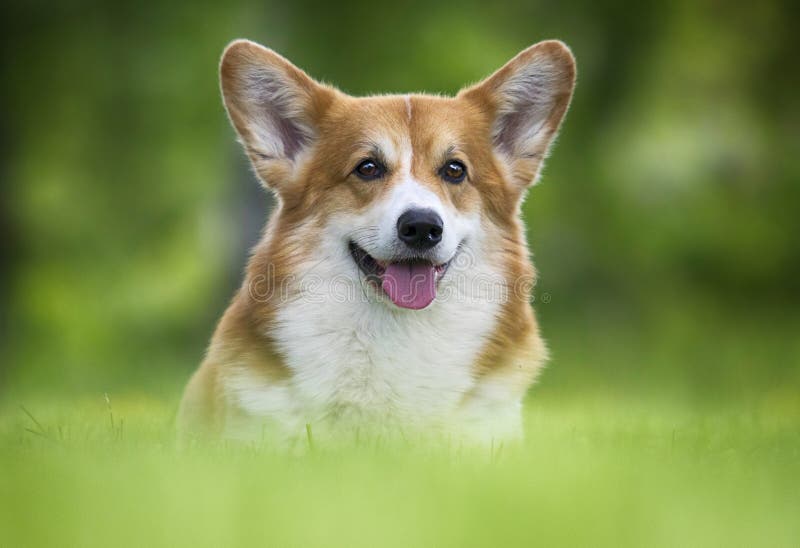 Red Dog Welsh Corgi Pembroke Stock Photo - Image of corgi, sunny: 148166686