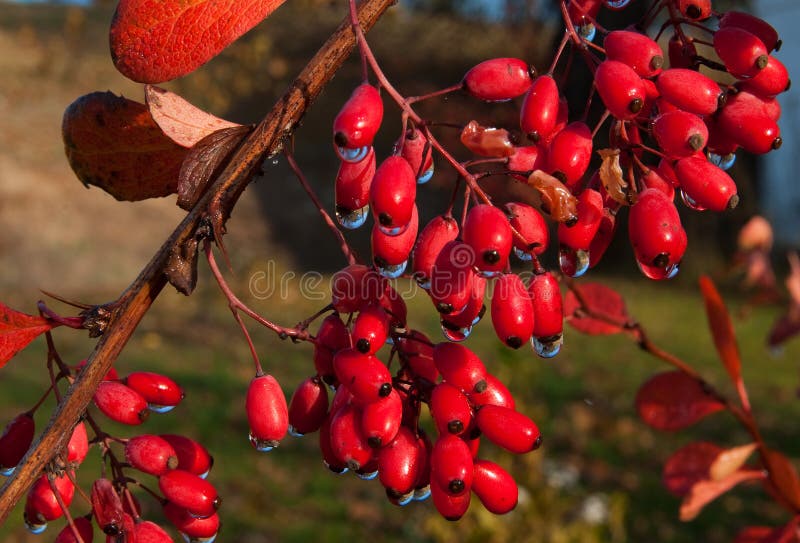 Red Dogberry Bush in Autumn Stock Photo - Image of burgundy, rosales ...