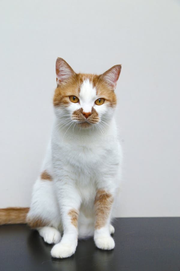 Red Domestic Cat on a Light Background. Portrait of a Pet Stock Photo ...