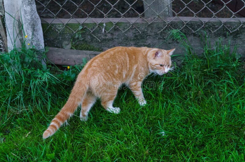 Red Domestic Cat Walking through the Grass in the Garden Stock Photo ...