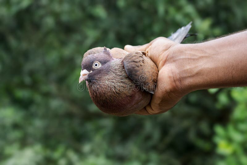 Red Domestic Pigeon on Hand Close Up Stock Image - Image of animal ...