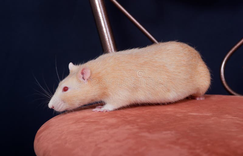 Red domestic rat stock image. Image of mammal, domestic - 16656543