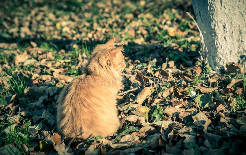 Red Domestic Tomcat among the Grass and Leaves Stock Image - Image of ...