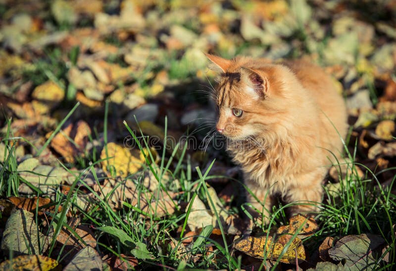 Red Domestic Tomcat among the Grass and Leaves Stock Photo - Image of ...