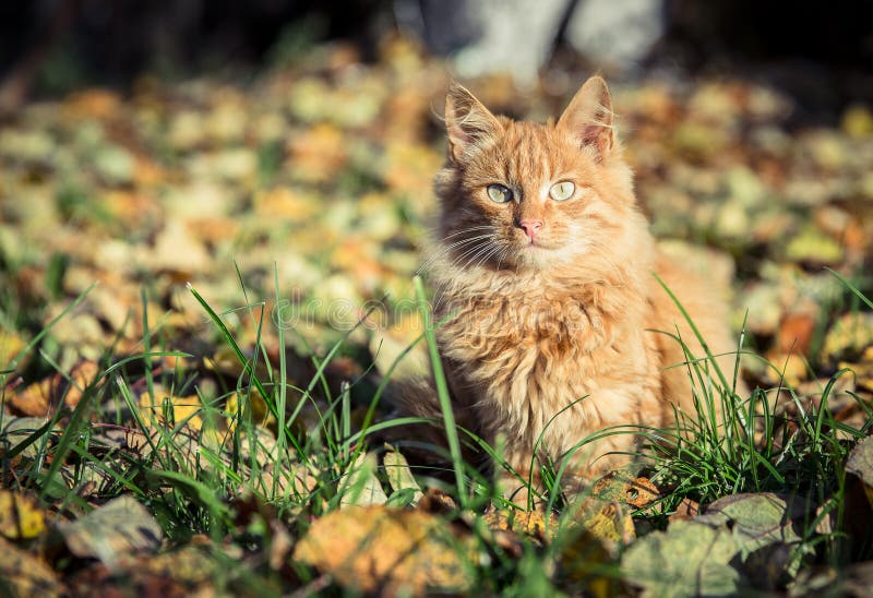 Red Domestic Tomcat among the Grass and Leaves Stock Image - Image of ...