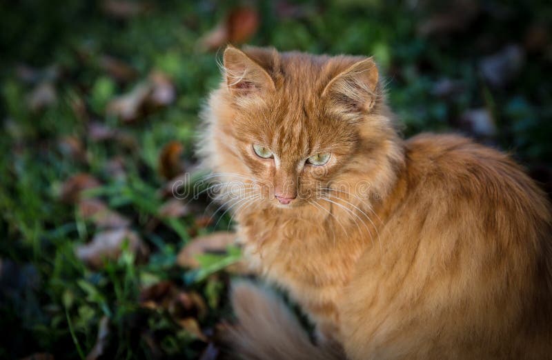Red Domestic Tomcat among the Grass and Leaves Stock Photo - Image of ...