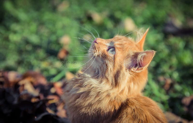 Red Domestic Tomcat among the Grass and Leaves Stock Image - Image of ...