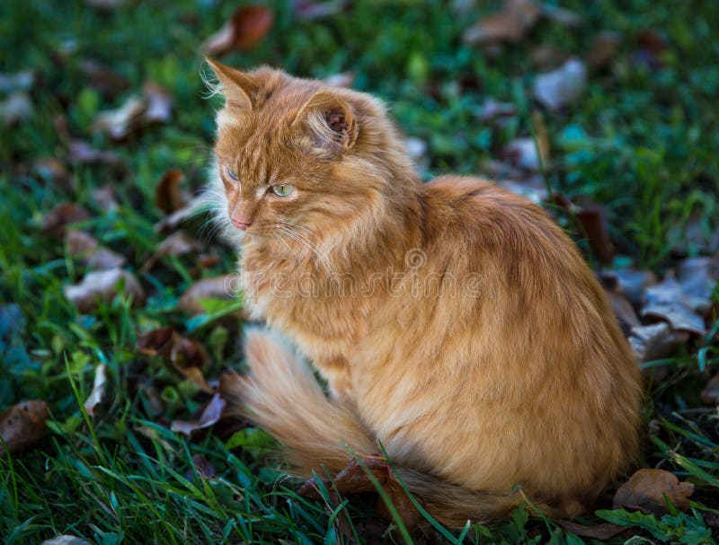 Red Domestic Tomcat among the Grass and Leaves Stock Photo - Image of ...