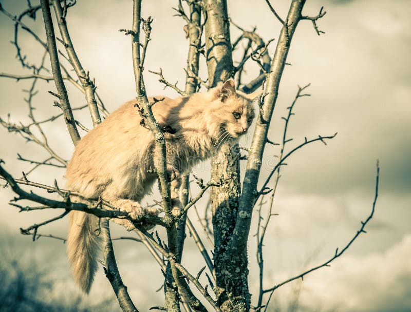 Red Domestic Tomcat on the Tree Stock Image - Image of face, animal ...