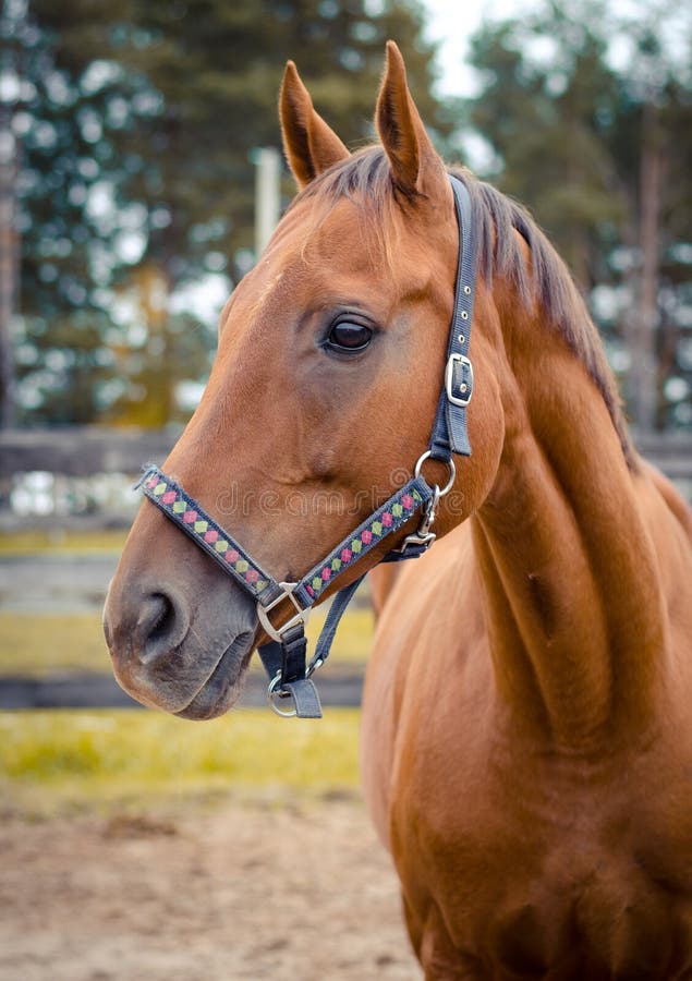 Red Don Mare Horse in the Autumn Stock Photo - Image of stable ...