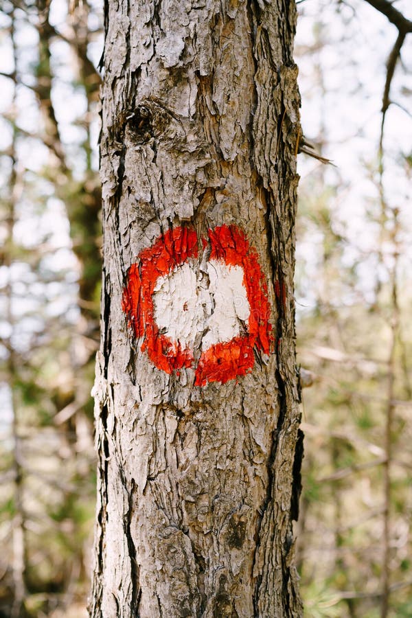 Red Dot Hiking Sign on a Tree. Red Circle with a White Dot. Direction ...
