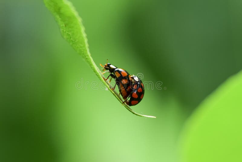Ladybug on Green Foliage.the Process of Reproduction of Insects Stock ...