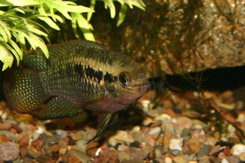 Red Dots Cichlid (Laetacara Dorsigera) Stock Image - Image of yellow ...