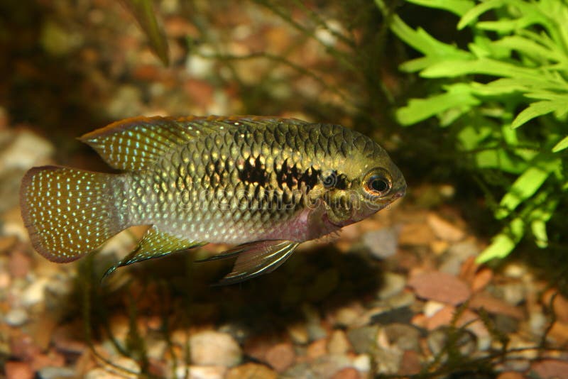 Red Dots Cichlid (Laetacara Dorsigera) Stock Image - Image of america ...