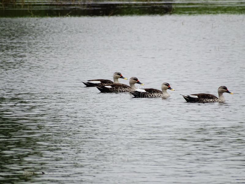 Red dotted ducks stock image. Image of mallard, goose - 229668703