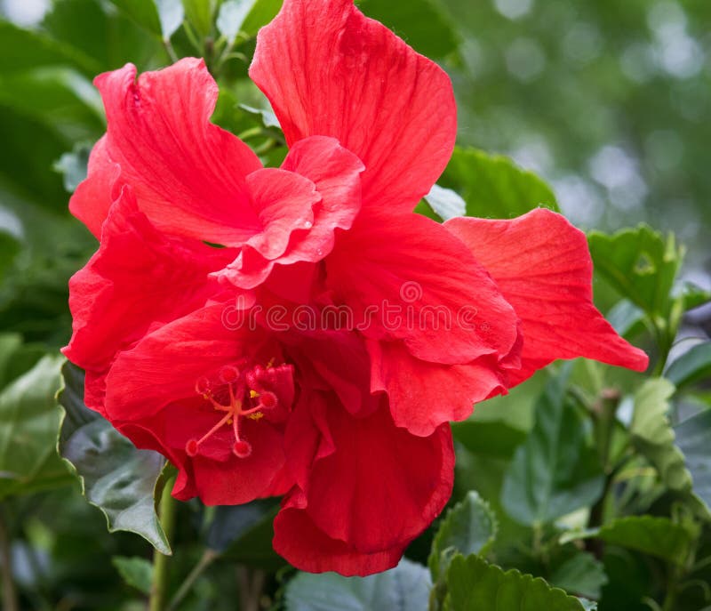 Double Red Hibiscus Flower stock photo. Image of fresh - 101974132