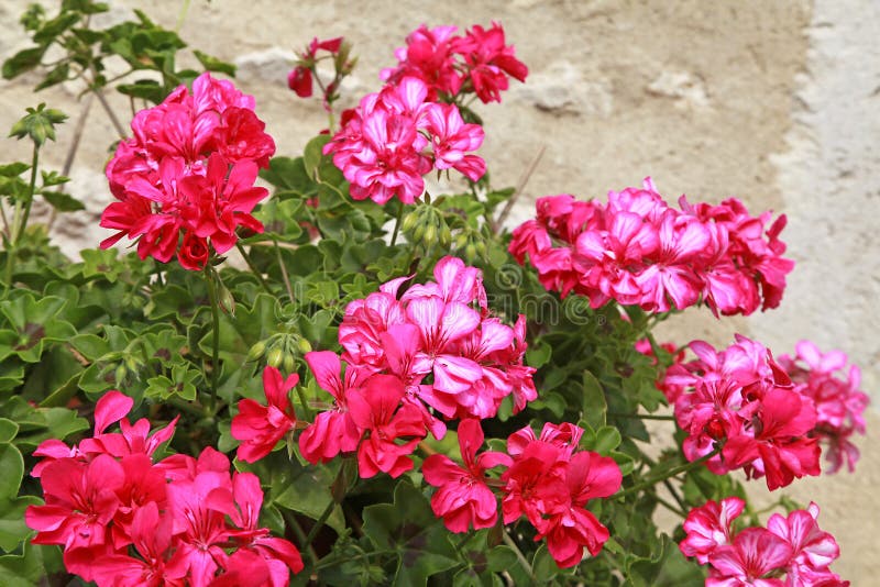 Red Double Ivy Geranium in Summer Stock Photo - Image of hanging ...