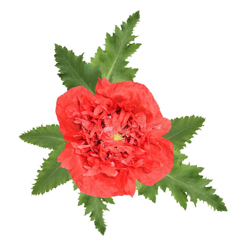 Red Double Poppy Flower with White Border Stock Photo - Image of plant ...