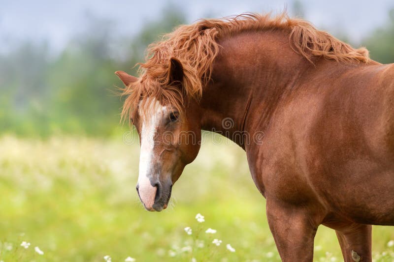 Red draft horse stock image. Image of sweet, head, heavy - 97309381
