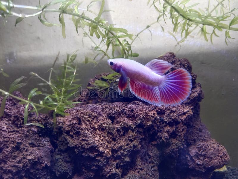 Red Dragon Betta Fish in Aquascape Stock Image - Image of underwater ...