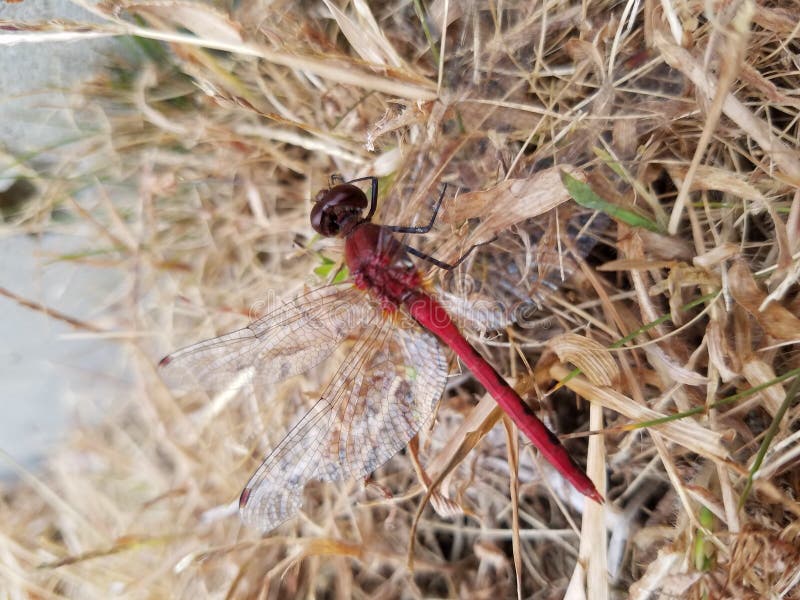 Red dragon stock photo. Image of insect, macro, grounded - 160553264