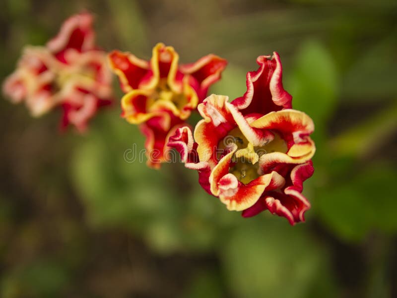 Red Dragon Flower Plant in the Spring Time Stock Photo - Image of leaf ...