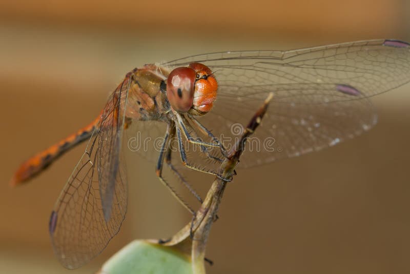 Red dragon fly stock image. Image of twig, branch, closeup - 15515147