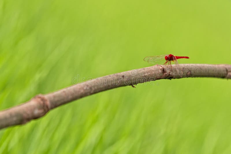 Red Dragon Fly stock photo. Image of animal, colored - 24956032