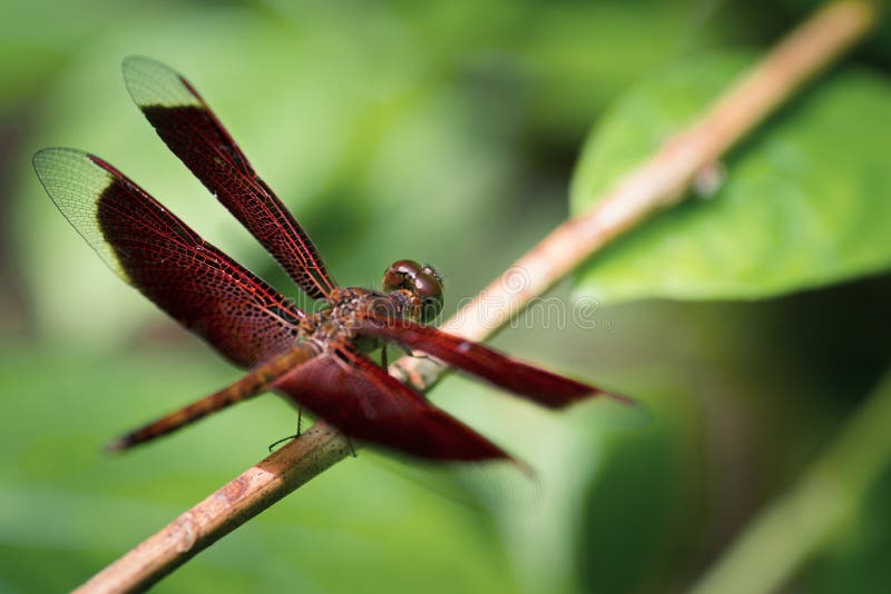 Red Dragon fly. stock photo. Image of close, summer, background - 67920748