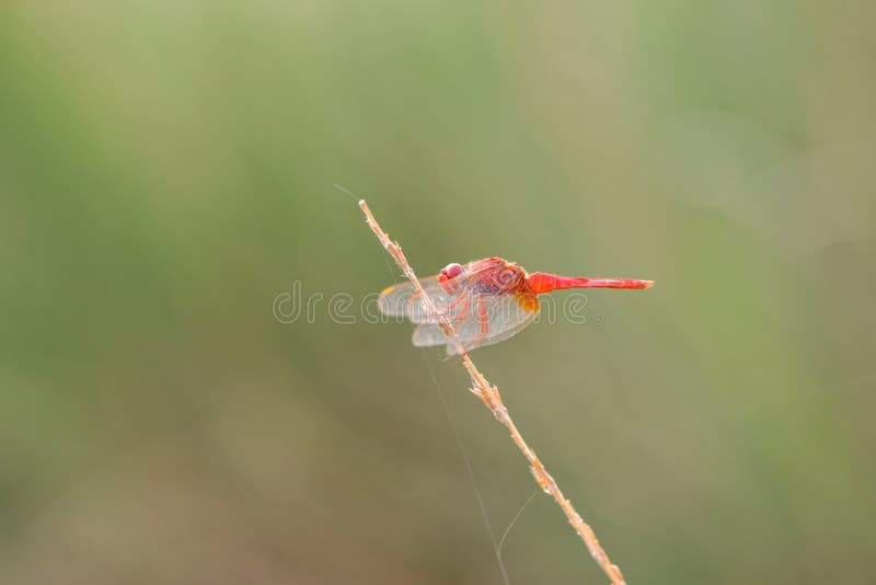 Red Dragon Fly on Dry Stick Stock Photo - Image of stick, dragon: 187979802