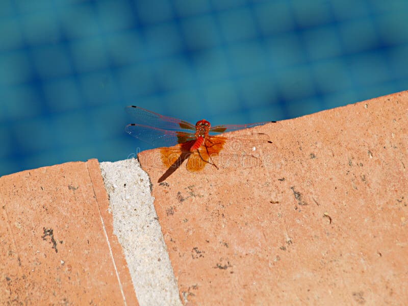 Red dragon fly stock photo. Image of floor, space, green - 75858716