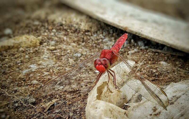 Red Dragon Fly in the Garden Garbage Stock Image - Image of garb ...