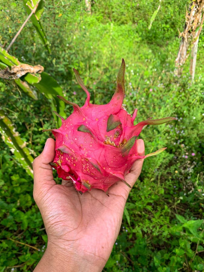 Blox Fruit Logo Stock Photos - Free & Royalty-Free Stock Photos from ...