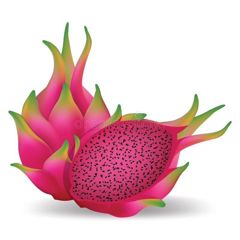 Red Dragon Fruit with Shadow Isolated on White Background. Stock Vector ...