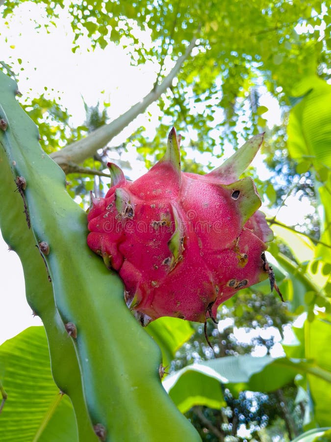 Red Dragon Fruit Tree Waiting for Harvest in Sunny Morning, Organic ...