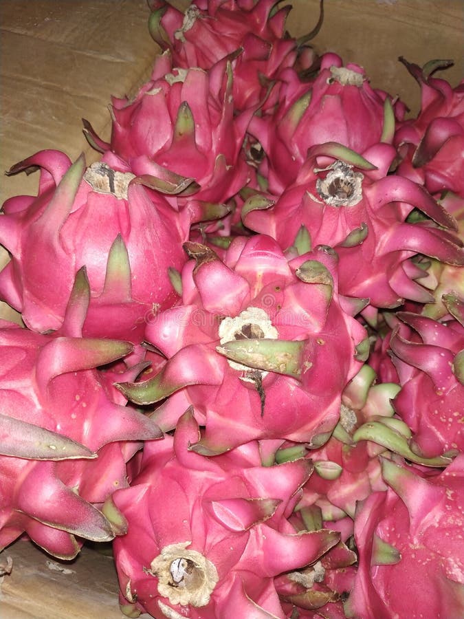 Red dragon fruit stock image. Image of packing, dragon - 222971429