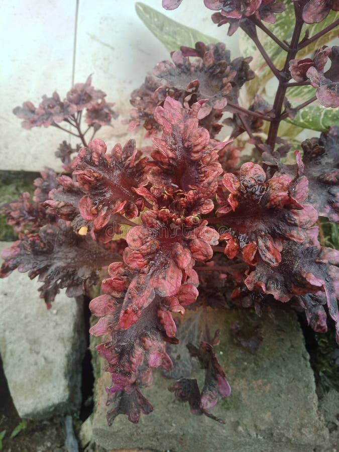 Red Dragon Tail Miana Ornamental Plant Stock Photo - Image of fruit ...