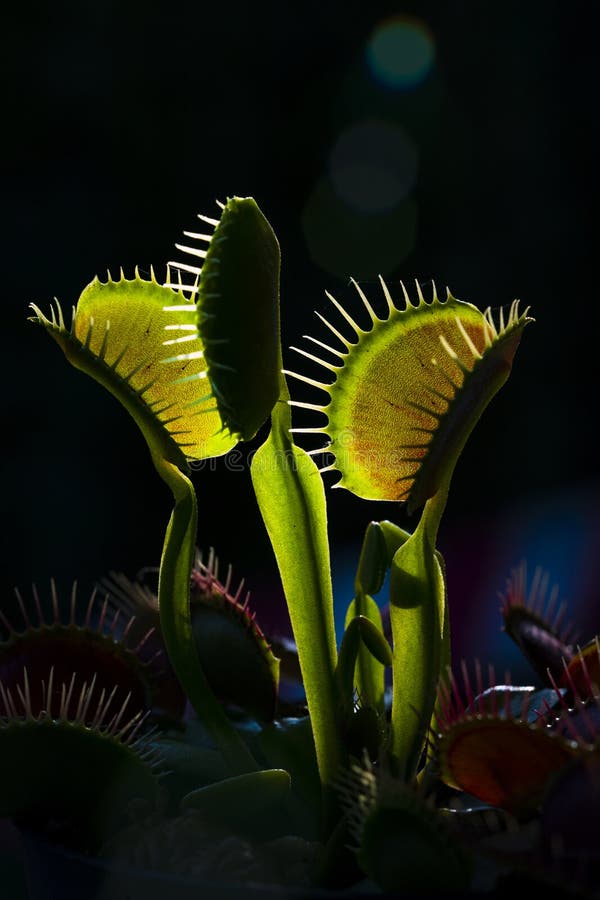 Red Dragon Venus Flytrap stock image. Image of closeup - 195988701